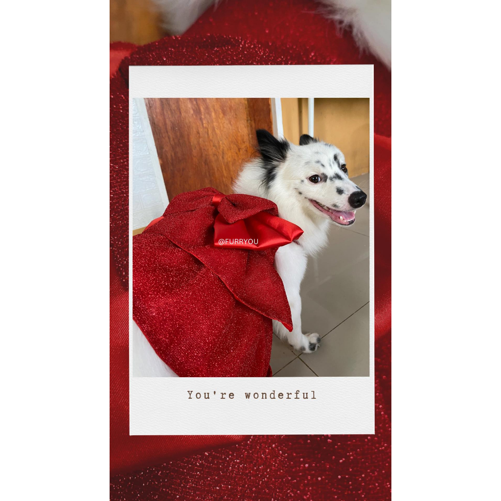 Furr You Candy Crush Dress with oversized ribbon for your Dogs and Cats ...