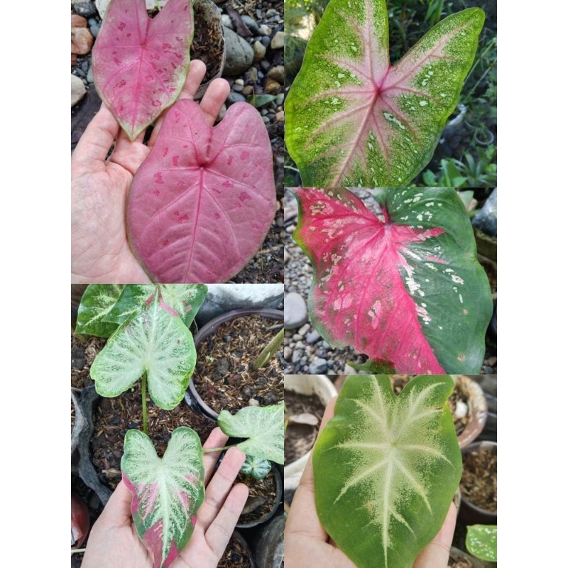 CALADIUM - LIVE PLANT | Shopee Philippines