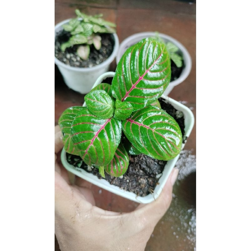 RARE FITTONIA / NERVE PLANT | Shopee Philippines
