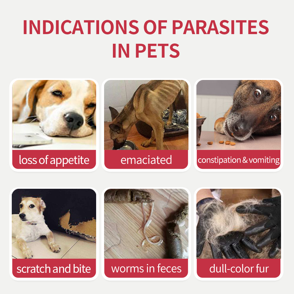 PUAINTA Wormrid Dewormer For Dog Cat Fenbendazole Deworming Tablet ...