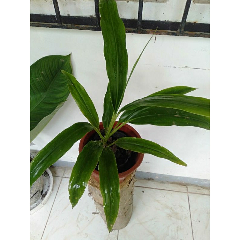 DRACAENA LISA/LIVE PLANT(small-medium-big) | Shopee Philippines