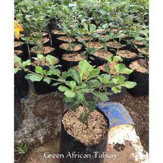 african talisay plants - Best Prices and Online Promos - Jan 2025 ...