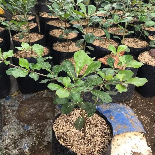 african talisay green | Shopee Philippines