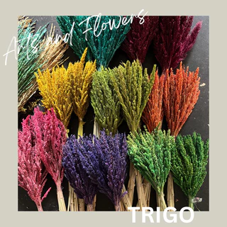 trigo - Best Prices and Online Promos - Jun 2024 | Shopee Philippines