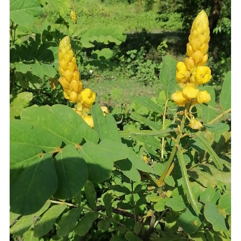 Acapulco Organic Plant (Senna Alata) seeds or leaves | Shopee Philippines