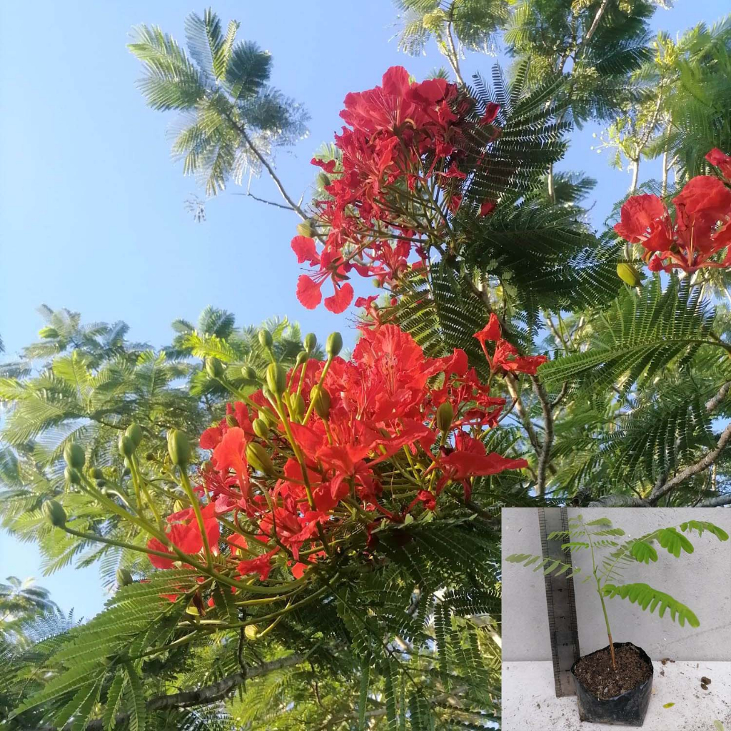 Fire Tree Seedlings | ESTABLISHED | Live Plant | Shipped with roots and ...