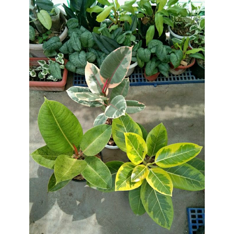 Ficus / Rubber Plant Varieties: live plants | Shopee Philippines