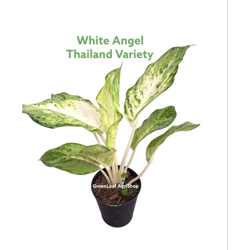 Agloenema Rare Variety /Imported Thailand/US/Stable Rooted/Buhay na ...