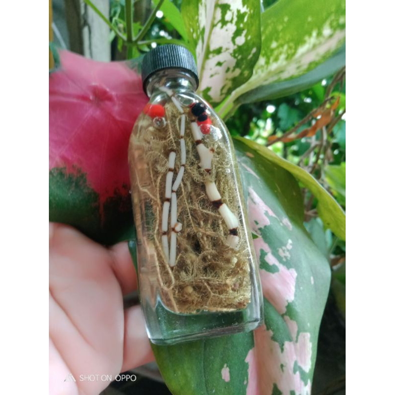 may babad na langis puro | Shopee Philippines