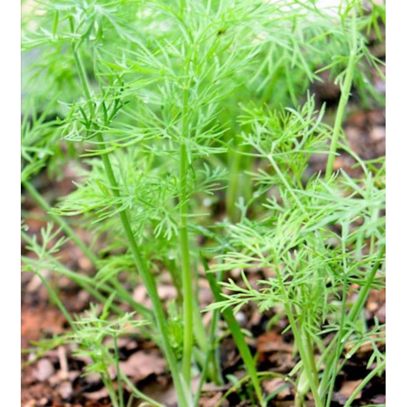 Dill Herb Seeds for Planting (30 Seeds) | Shopee Philippines