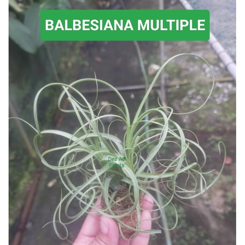 BALBESIANA MULTIPLE (triple)-outdoor/indoor decoration air plants ...