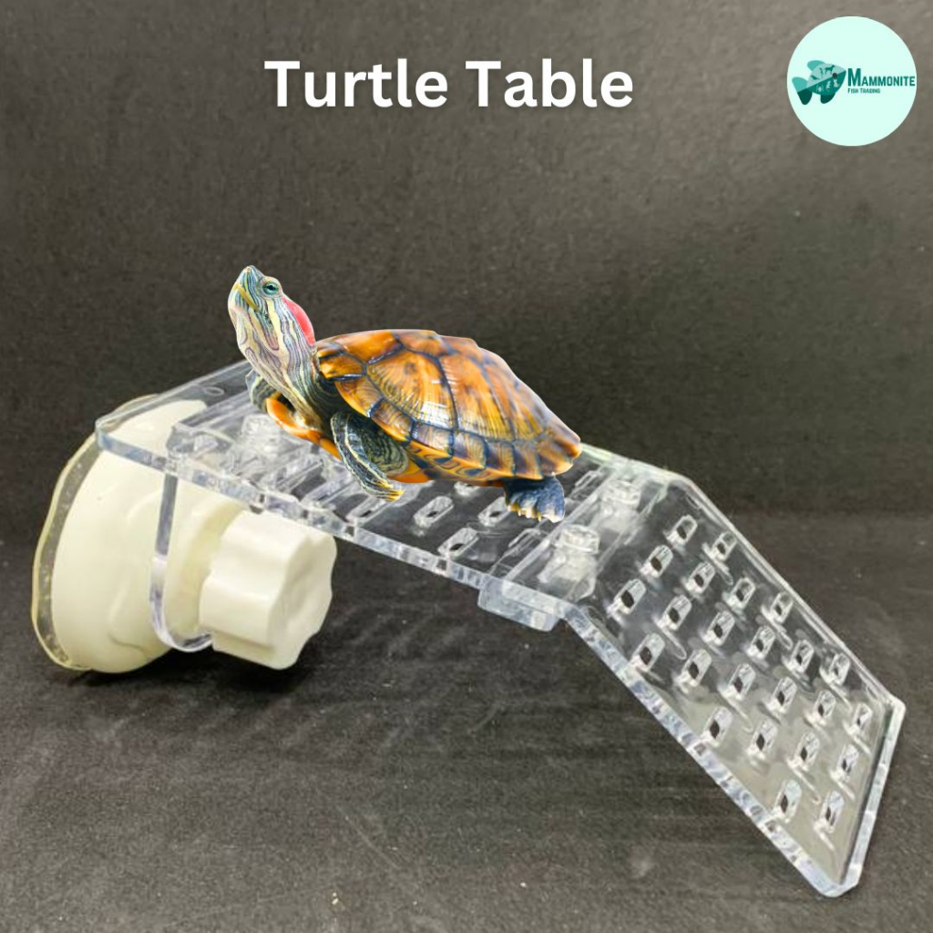 Turtle Table Turtle Dock | Shopee Philippines