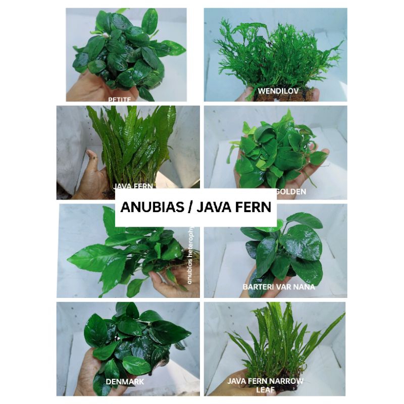 java fern anubias retail aquatic plant lowtech plant good for wood or ...