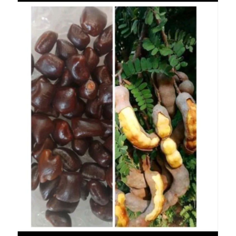 Sampalok Seeds/ Sweet Tamarind Seeds for Planting | Shopee Philippines