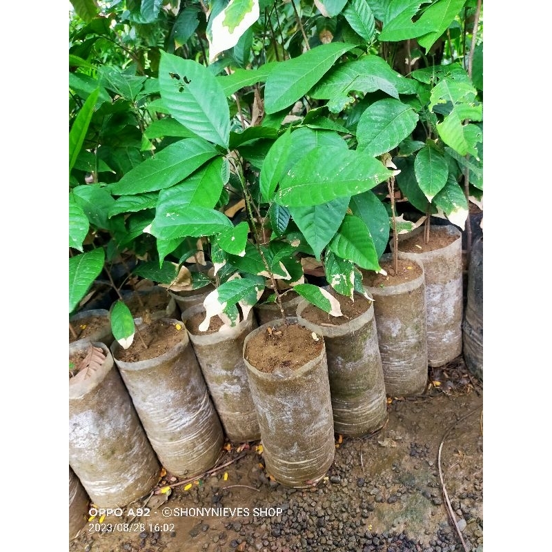 lansones seedlings /live plant | Shopee Philippines