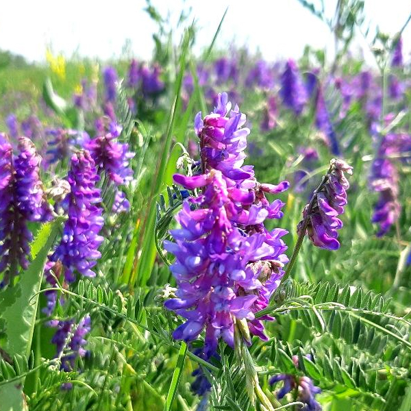 Purple Hairy Vetch Seeds - Ground Cover Seeds - Rare Ground Cover Seeds ...