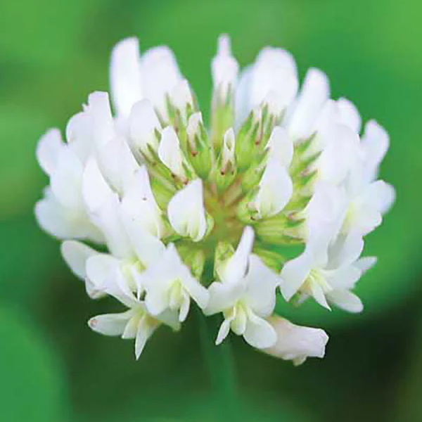White Dutch Clover - Clover Seeds Clover Seeds Rare Clover Seeds ...