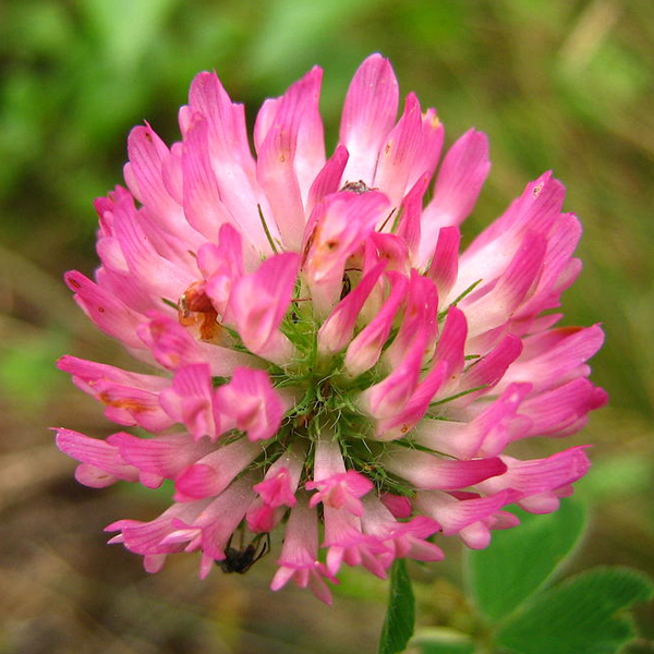 Pink Clover Seeds - Alsike Clover Seeds - Rare Clover Seeds - Heirloom ...
