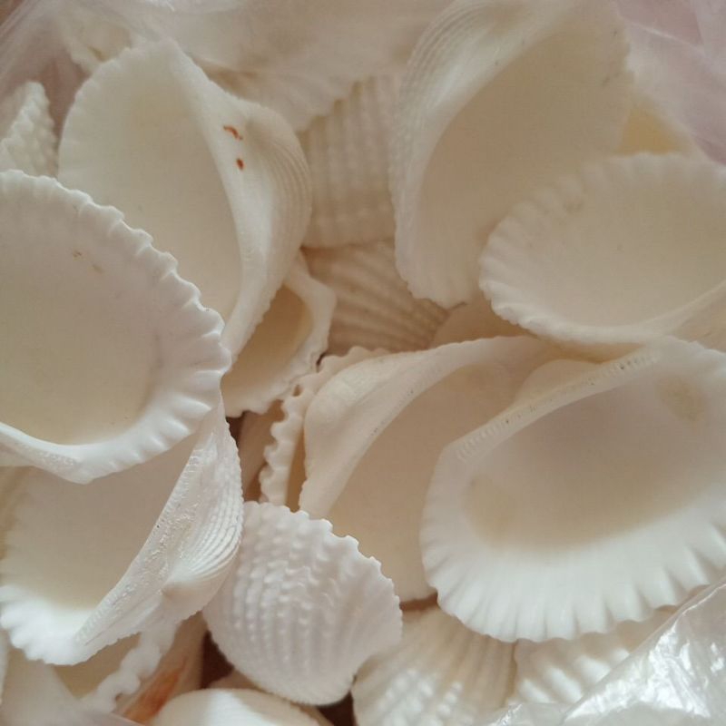 Batotoy Kulot/Seashell/Clam Shell/Resin fillers/Arts/Crafts/ | Shopee ...