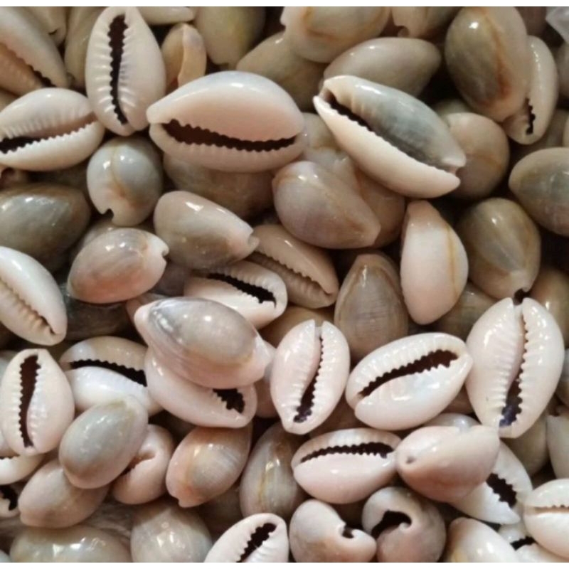 Sigay Natural/Seashell/Resin Fillers/Sungka shells | Shopee Philippines