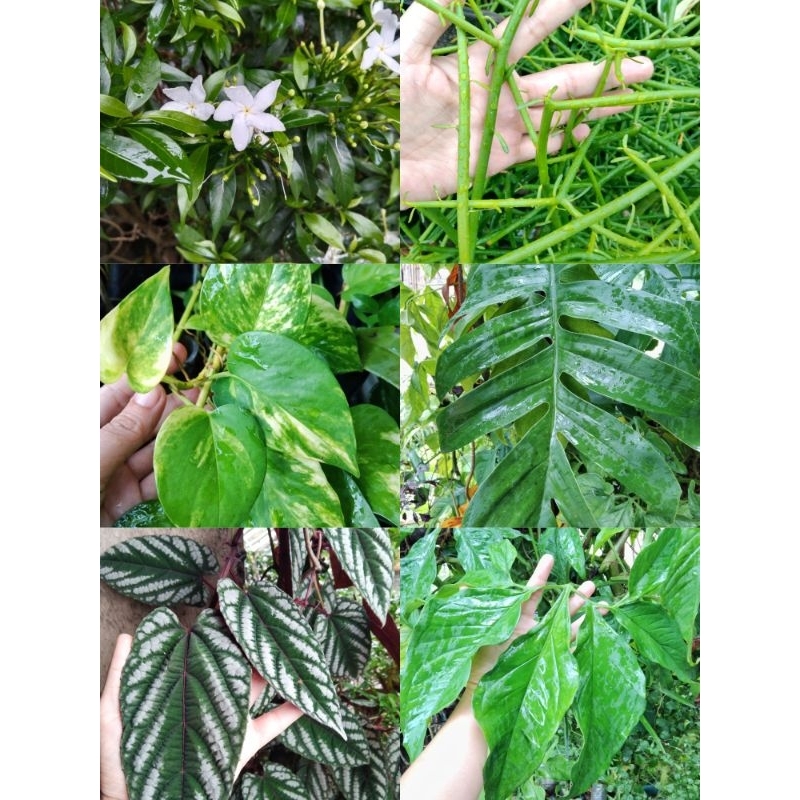 RANDOM PLANT CUTTINGS | Shopee Philippines