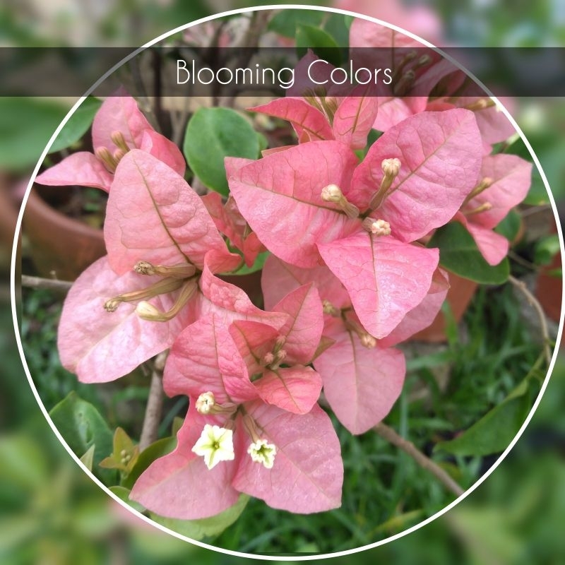 Green Leaf Bougainvillea Stem Cuttings (1 stem, no roots) | Shopee ...