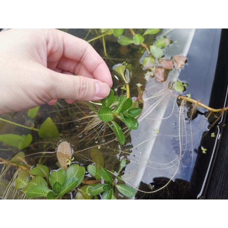 Aquatic floating plant Decorations for Assorted Ranchu | Shopee Philippines
