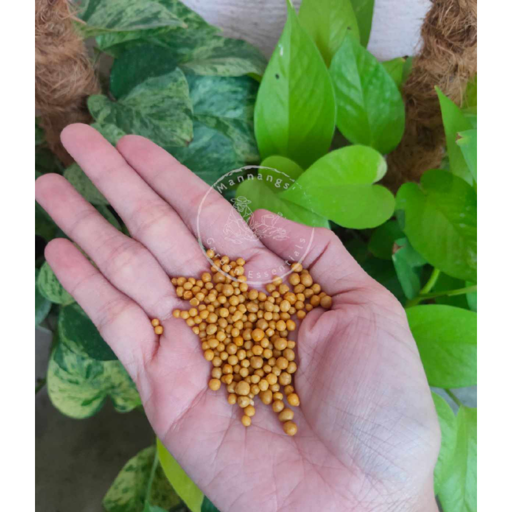 Osmocote 14-14-14 slow release pataba sa halaman 50grams | 100grams ...