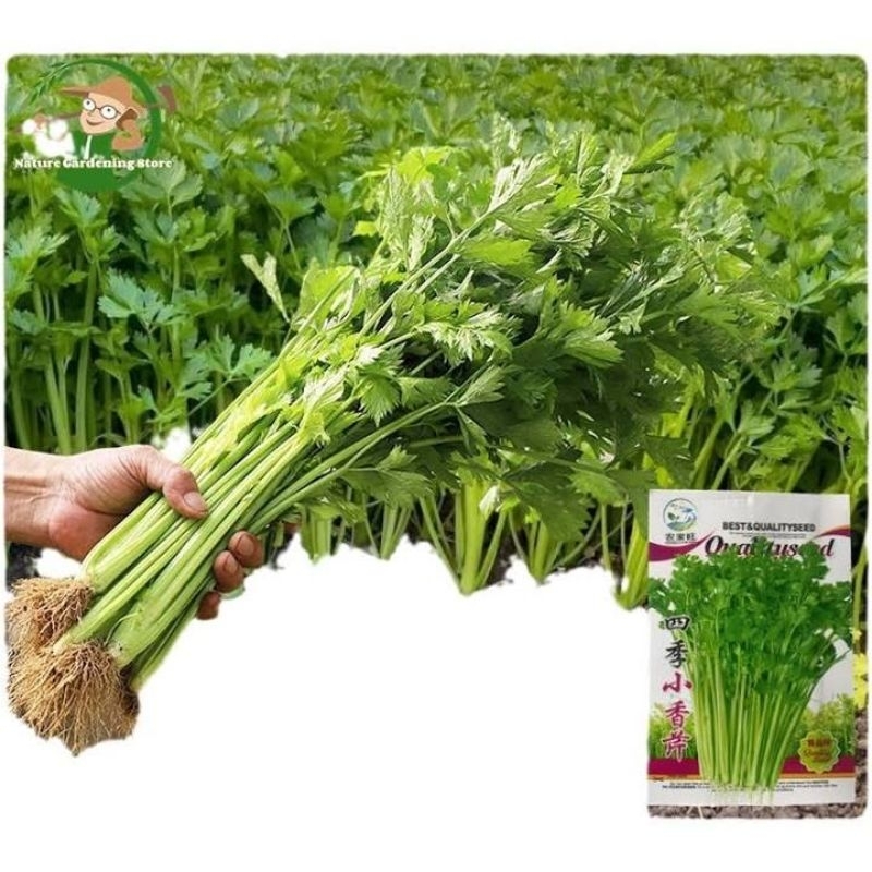 Chinese Celery/Ventura Celery Kinchay for Planting(Approx100Seeds ...