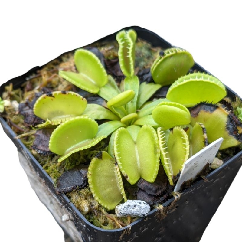 Venus Flytrap Green Wizard | Shopee Philippines