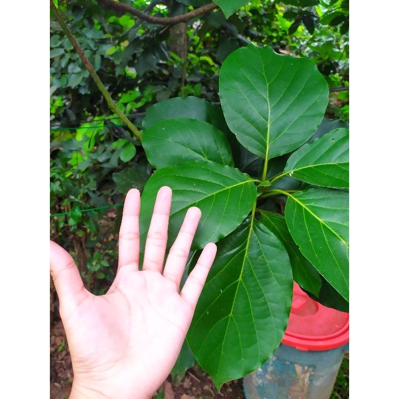 avocado leaves 50-100pcs dahon ng avocado ( PAKIBASA NG DESCRIPTION ...
