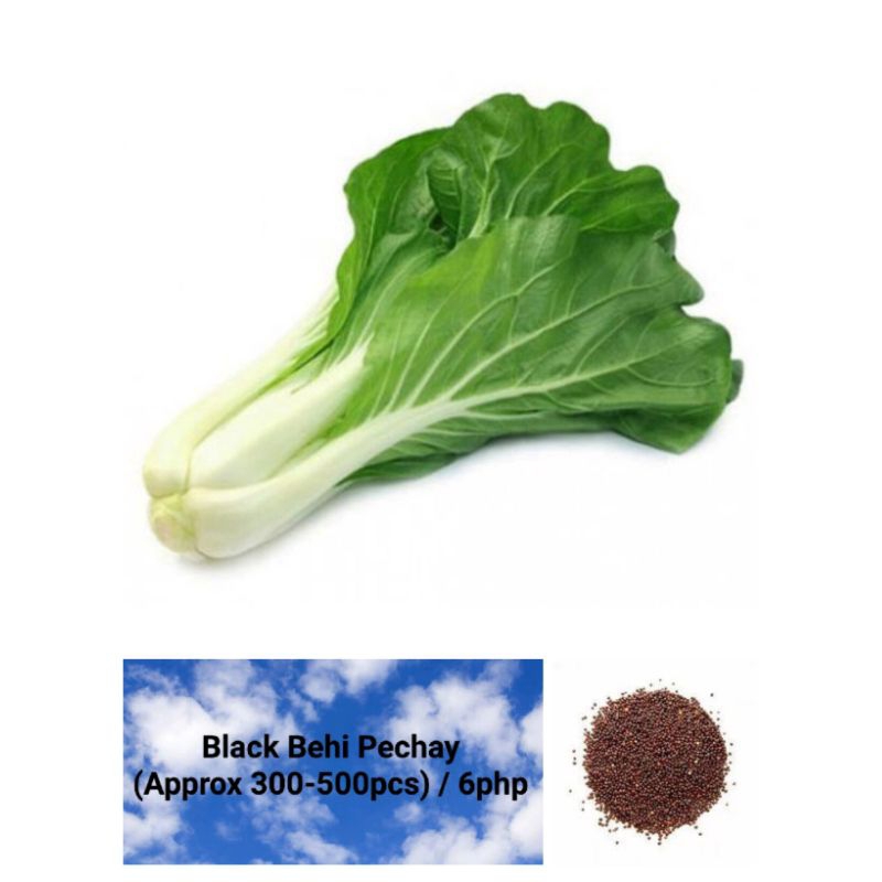 Black Behi Pechay Seeds (approx: 300-500pcs) | Shopee Philippines