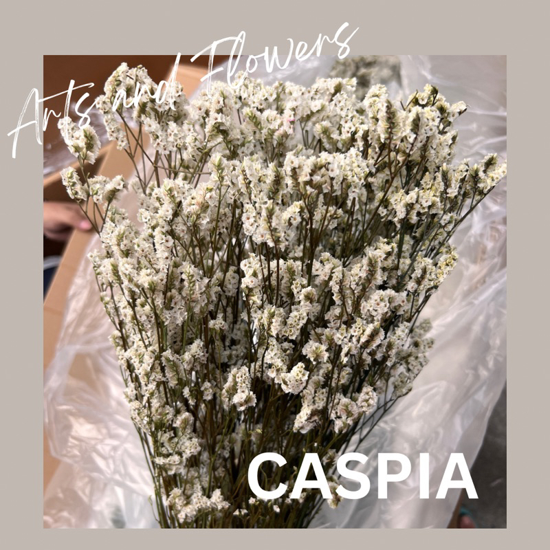 Dried flower Caspea Misty for decoration | Shopee Philippines