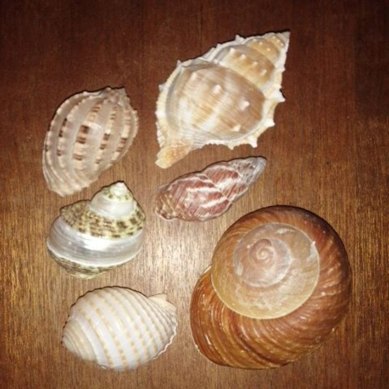 Mixed Shell for Hermit Crab | Shopee Philippines