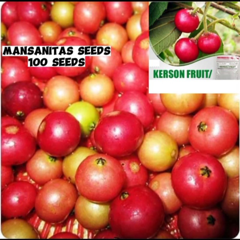 kerson fruit/mansanitas seeds (100 seeds approx.) | Shopee Philippines