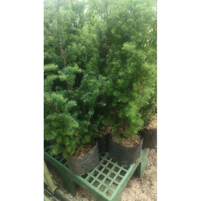 SILVER CYPRESS PINE(SMALL) | Shopee Philippines