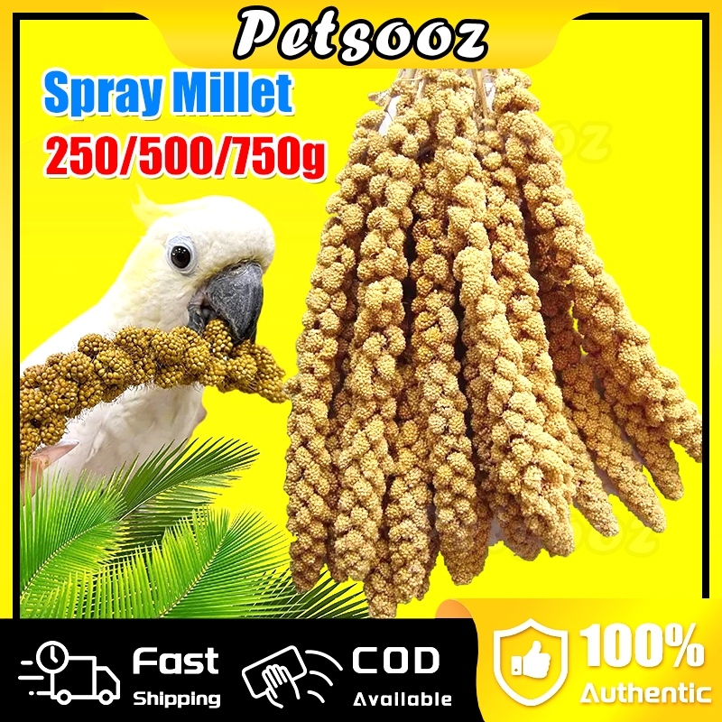 250/500/1250g Spray Millet Yellow Parrot Bird Seeds Feed | Shopee ...