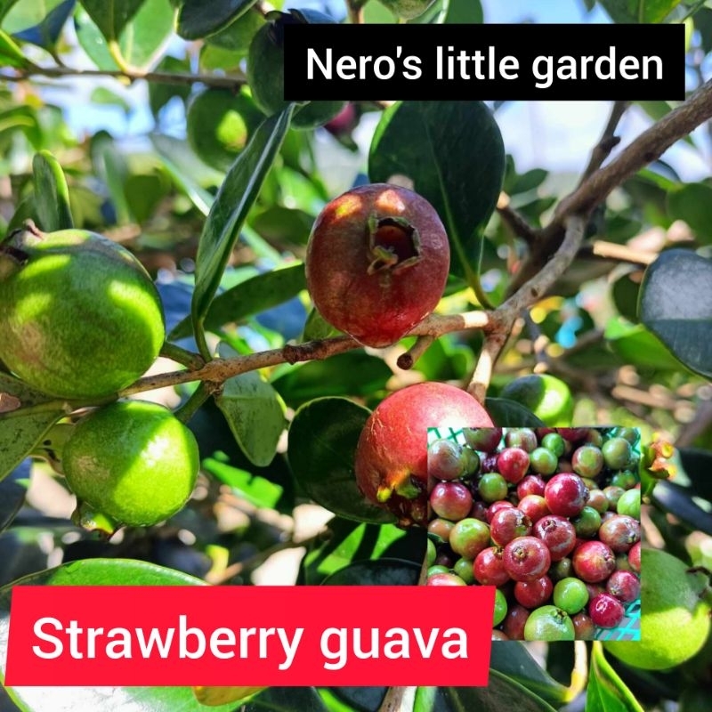 Nero's Strawberry guava ( rare seedling) | Shopee Philippines