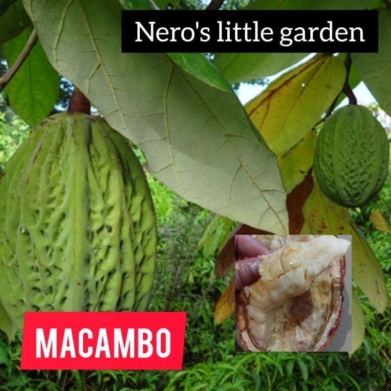 Nero's Macambo / Durian Cacao seedling (1.2 ft) | Shopee Philippines