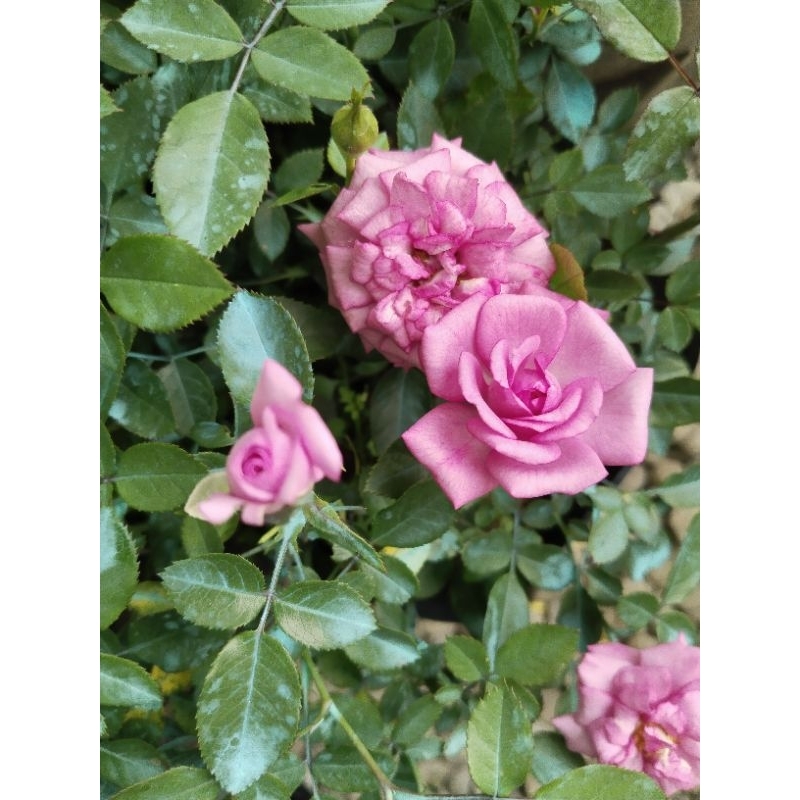 Pitimini Rose Flower (BIG POT SIZE - Luzon Area Only) | Shopee Philippines