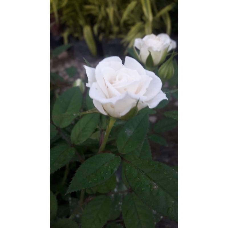 Holland white Rose piti mini (small pot) | Shopee Philippines