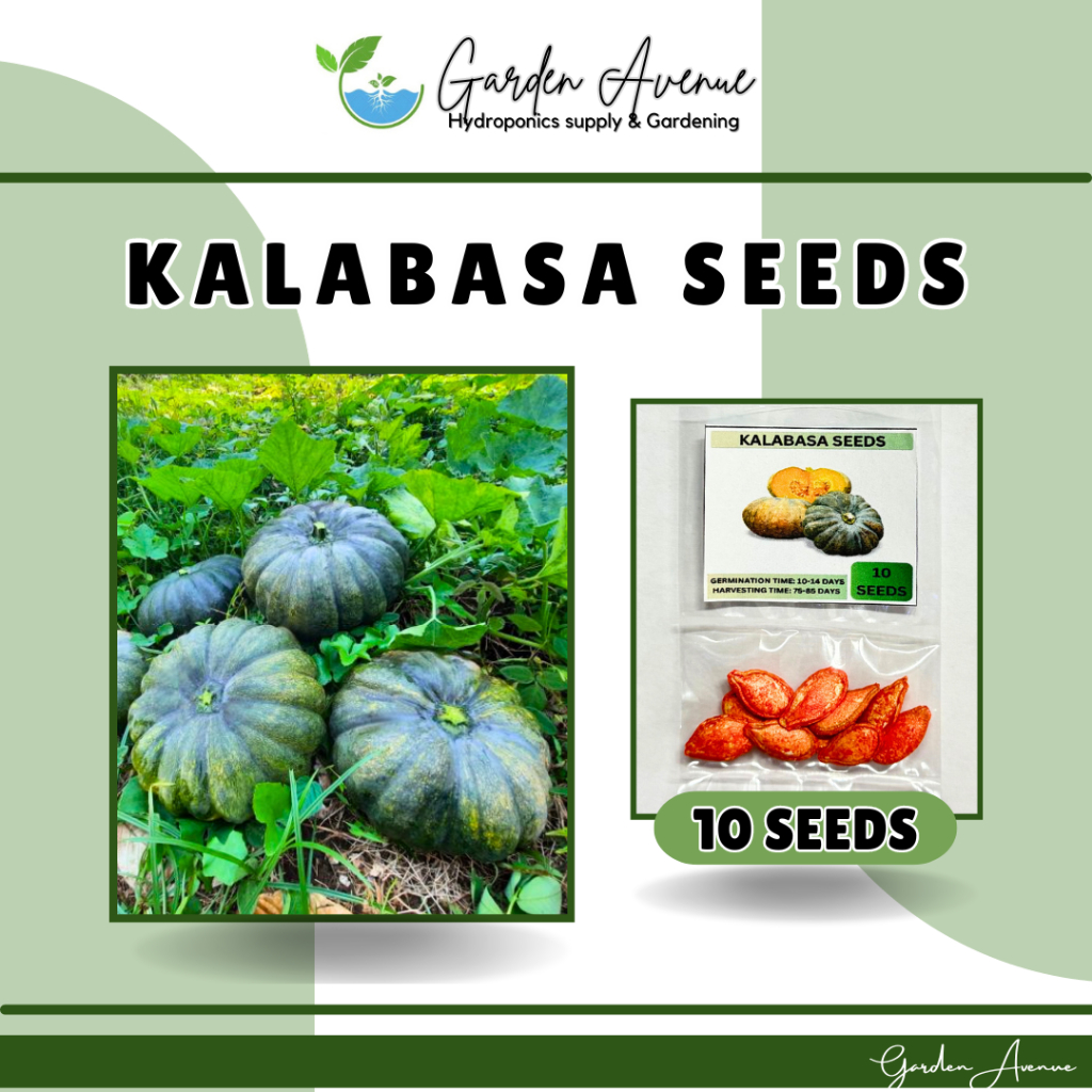 SULIT PACK! KALABASA (10 SEEDS) - ROSALINDA F1 VARIETY/ EASY TO GROW ...