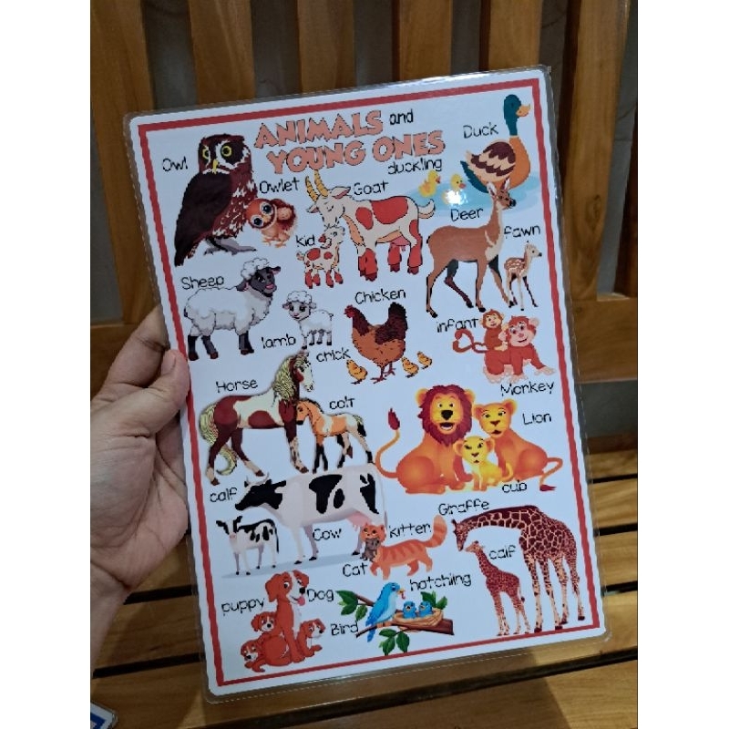 Animal Charts Laminated A4 bond paper size for kids(teacher pher ...