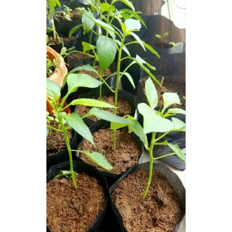 Siling Labuyo/ Bell Pepper/ Siling Haba ( Siling Panigang ) | Shopee ...
