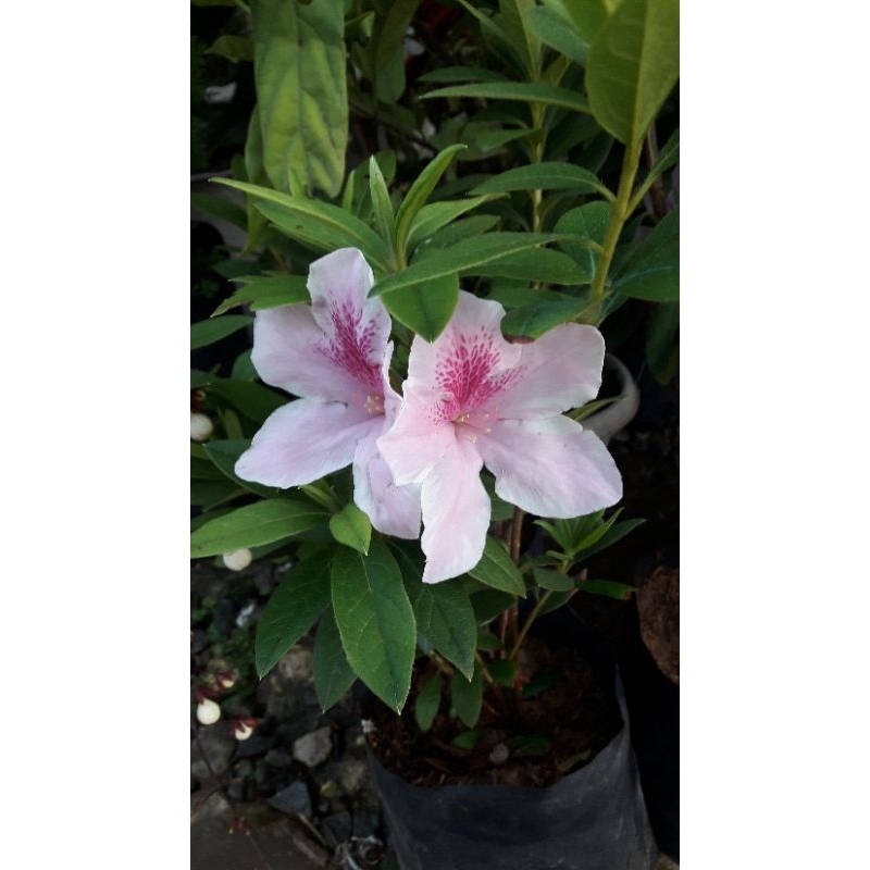 Azalea (American variety) | Shopee Philippines