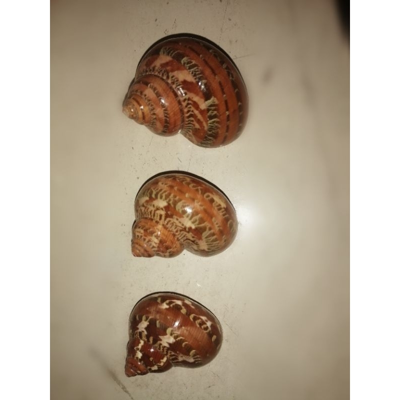 seashells I Turbo Petholatus Nat I | Shopee Philippines