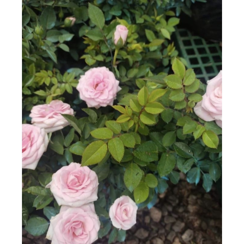 Rose flower pitimini (luzon area only) | Shopee Philippines