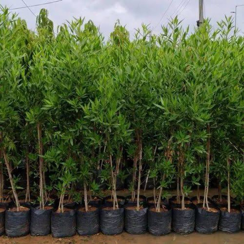 Cono Carpus Cronos Outdoor Decoration Pambakod | Shopee Philippines