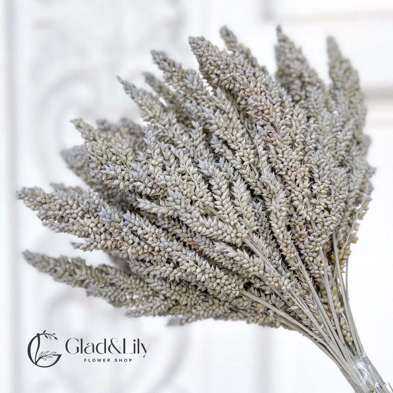 Dried Trigo Flower (half or whole bundle) | Shopee Philippines