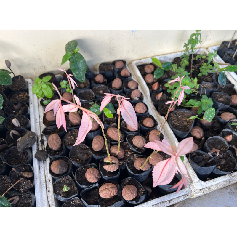 Balitbitan Cynometra ramiflora seedling bag J&T only | Shopee Philippines